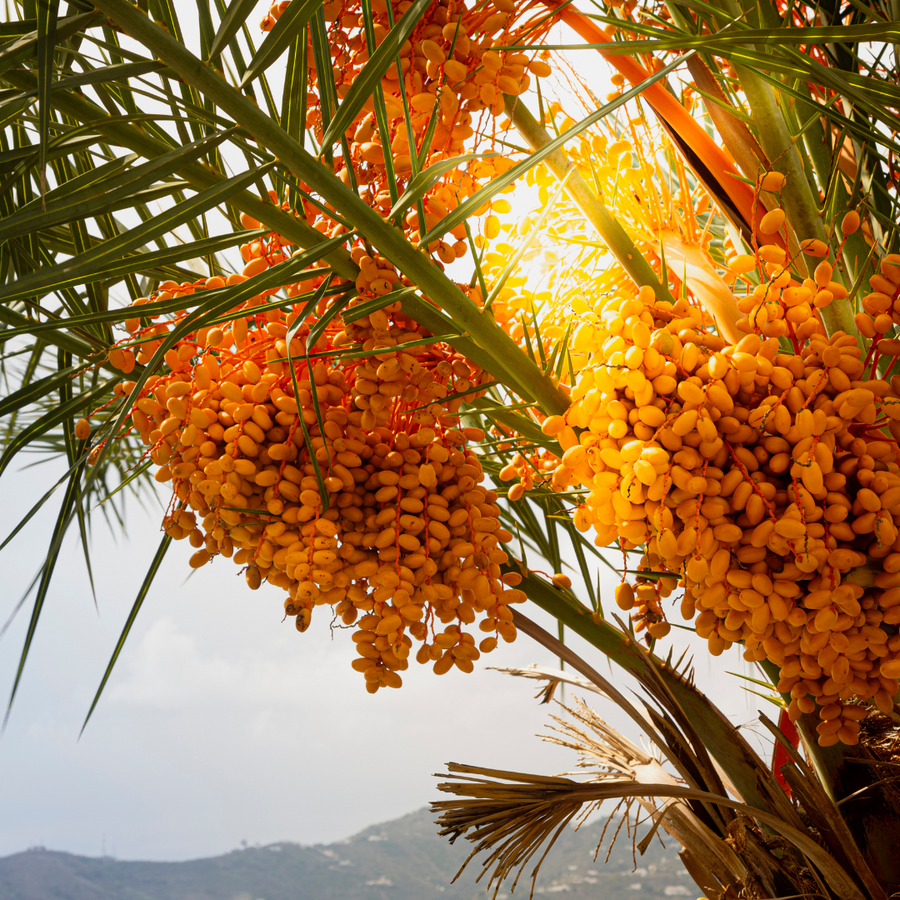 Le dattier du désert : origines et bienfaits